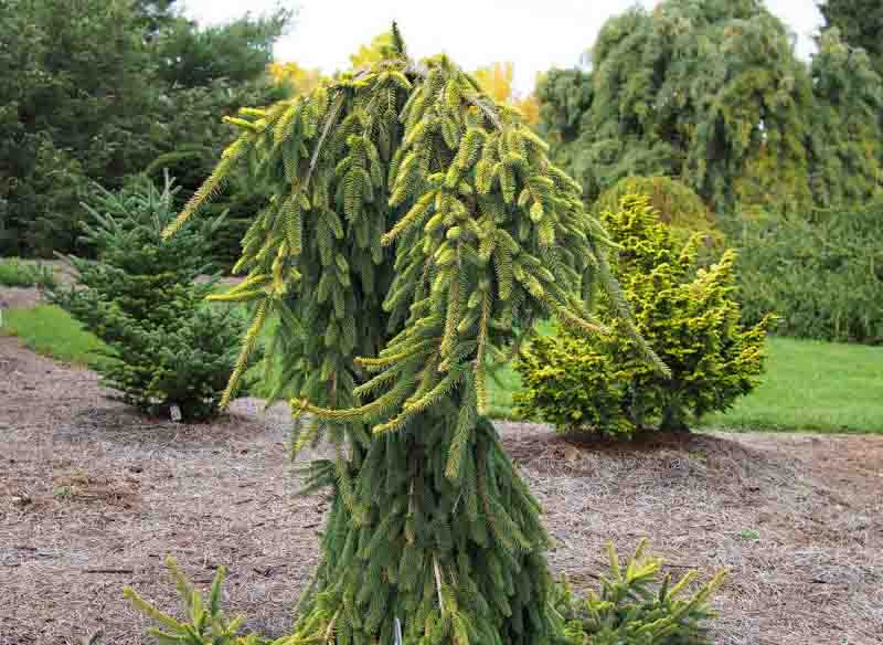 Picea abies 'Gold Drift' (Norway Spruce)