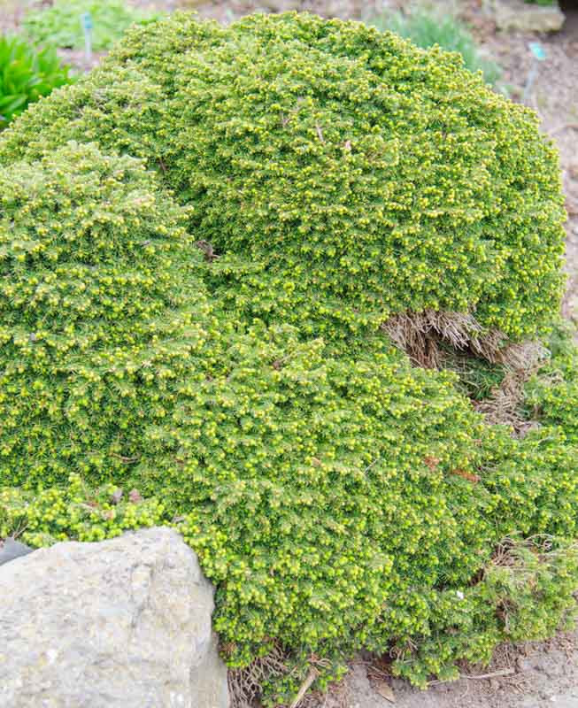 Picea abies 'Little Gem' (Norway Spruce)