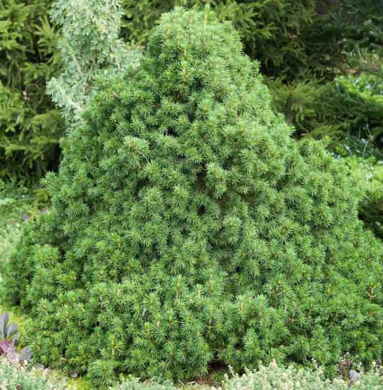 Picea abies 'Tompa' (Norway Spruce)
