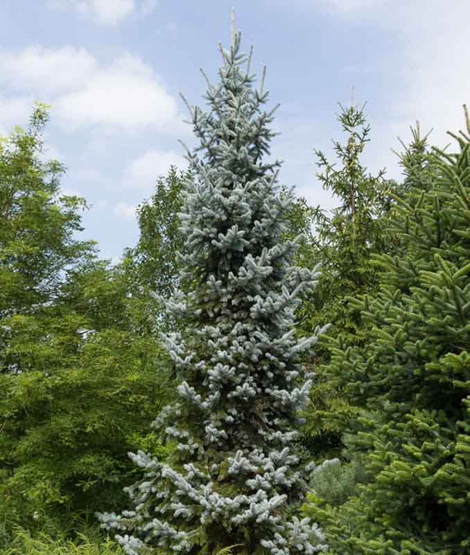 Picea pungens 'Hoopsii' (Blue Spruce)