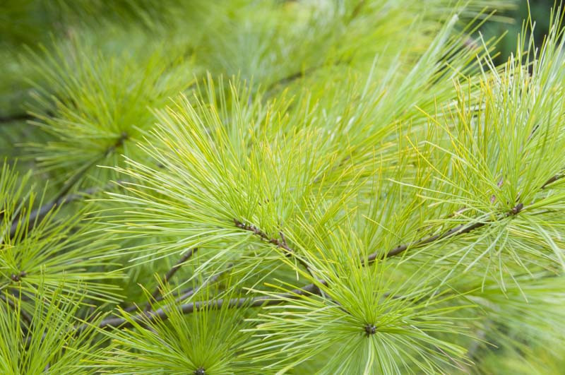 Pinus strobus 'Louie' (Eastern White Pine)