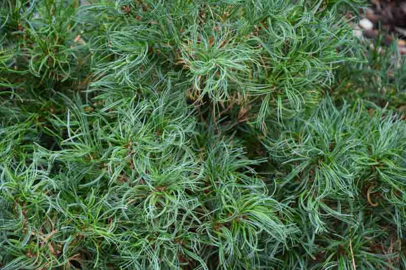 Pinus strobus 'Tiny Kurls' (Eastern White Pine)