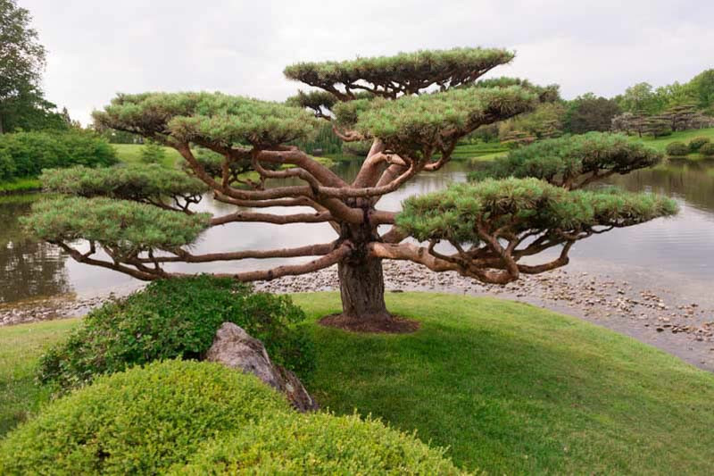 Pinus sylvestris (Scots Pine)