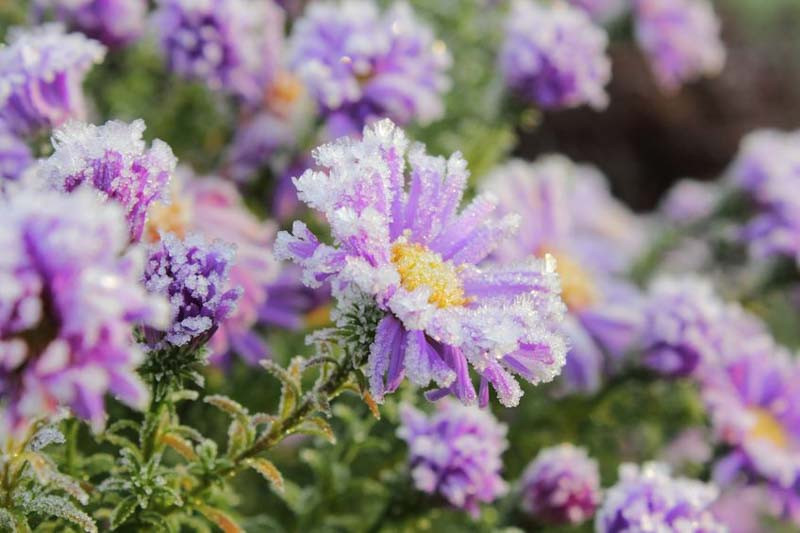 Plant Hardiness, Heat and Climate Zones: Choose the Right Plants