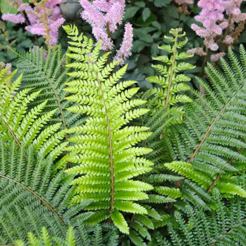 Soft Ferns Ferns & Climbers – Celtic Wildflowers