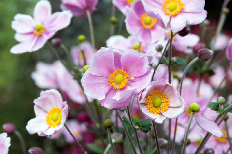 Japanese Anemone Varieties Growing Anemone Flowers | Garden Design