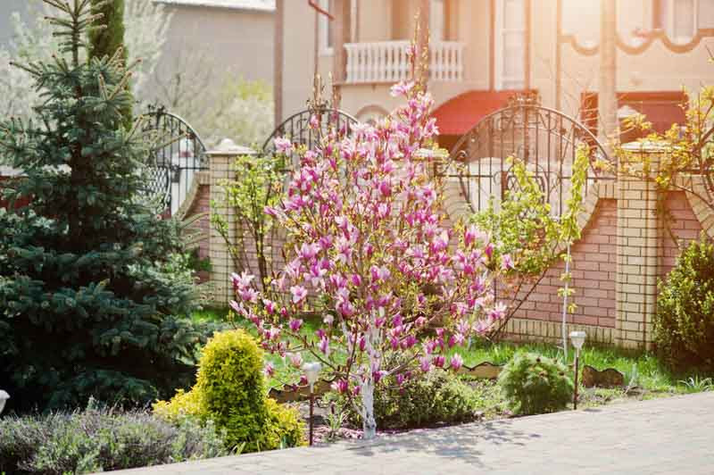 Pretty Magnolia trees and Shrubs for Small Gardens
