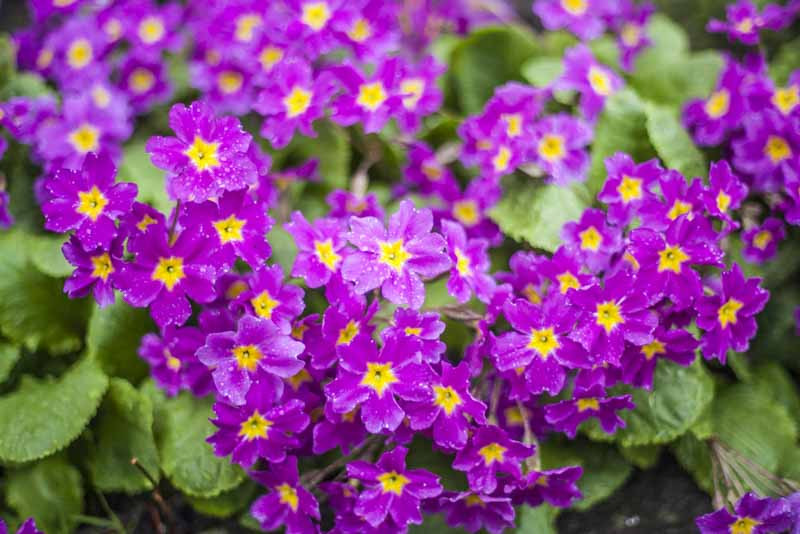 Primula 'Perle von Bottrop' (Primrose)