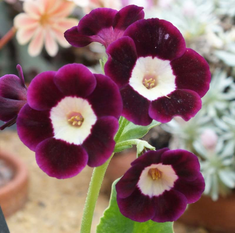 Primula auricula 'Argus' (Primrose)