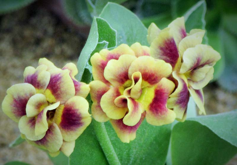 Primula auricula 'Golden Hind' (Primrose)