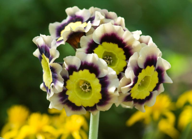 Primula auricula 'Sirius' (Primrose)
