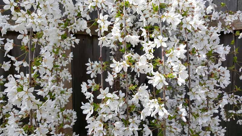 Dwarf Snow Fountain Weeping Cherry Tree