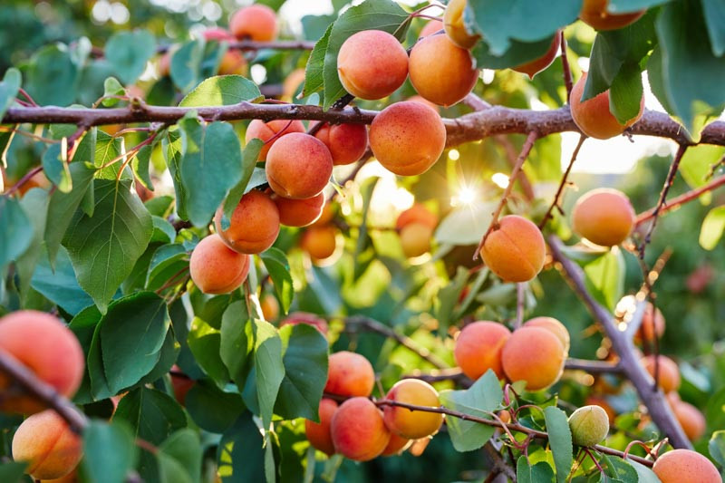 Apricot (Prunus armeniaca): Benefits, Uses, Varieties, Growing Tips