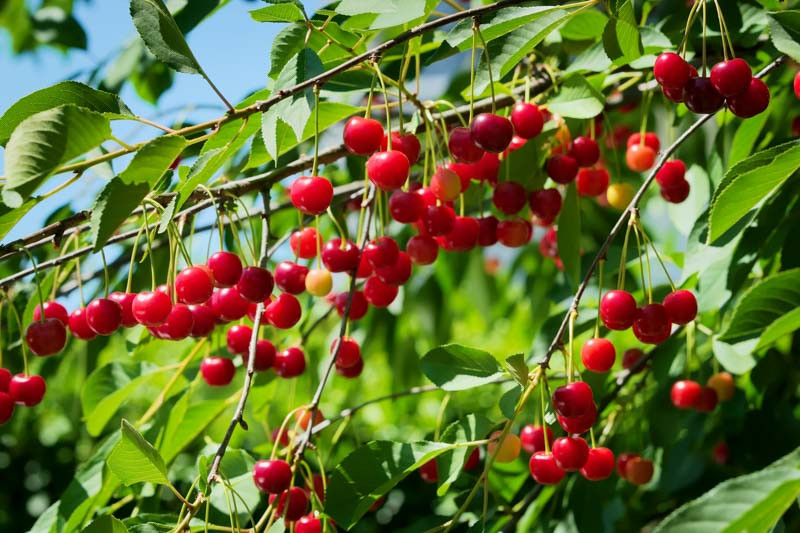 North Star Tart Cherry: Grow, Care, & Harvest Guide