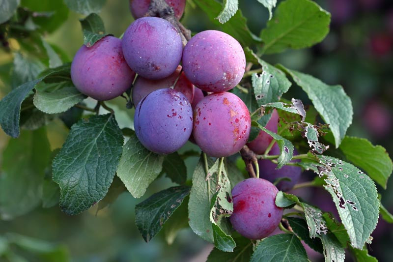 Prunus domestica 'Stanley' (European Plum)