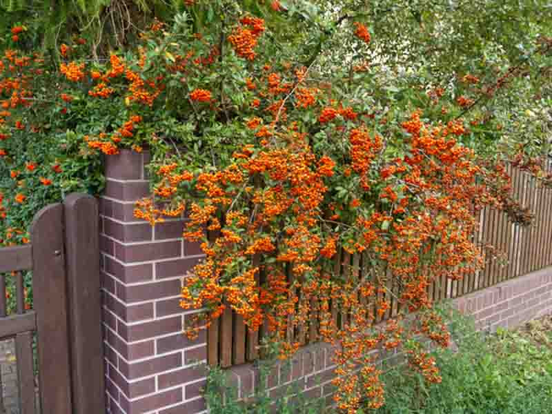 Pyracantha coccinea (Scarlet Firethorn)