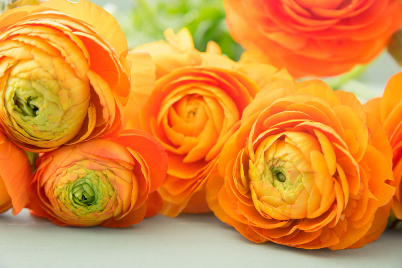 Ranunculus asiaticus 'Tecolote Orange' (Persian Buttercup)