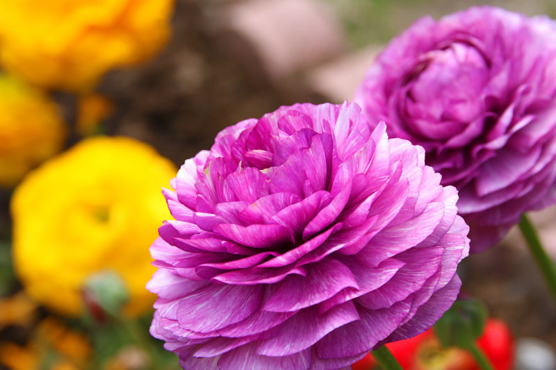 Ranunculus asiaticus 'Tecolote Purple' (Persian Buttercup)