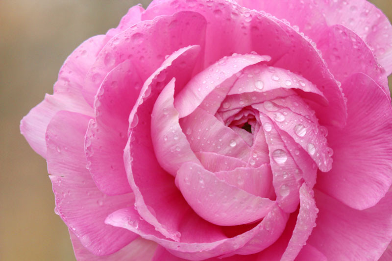 Ranunculus asiaticus 'Tomer Pink' (Persian Buttercup)