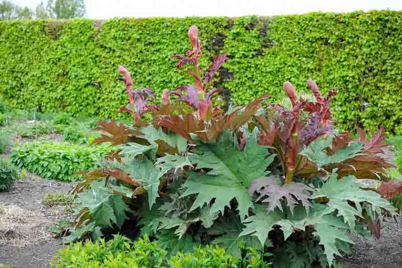 Rheum palmatum (Chinese Rhubarb)