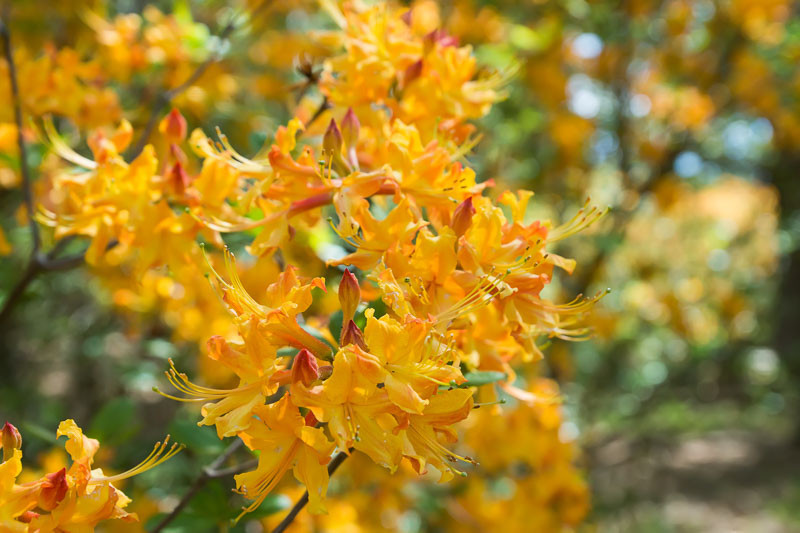 Rhododendron austrinum (Florida Flame Azalea)