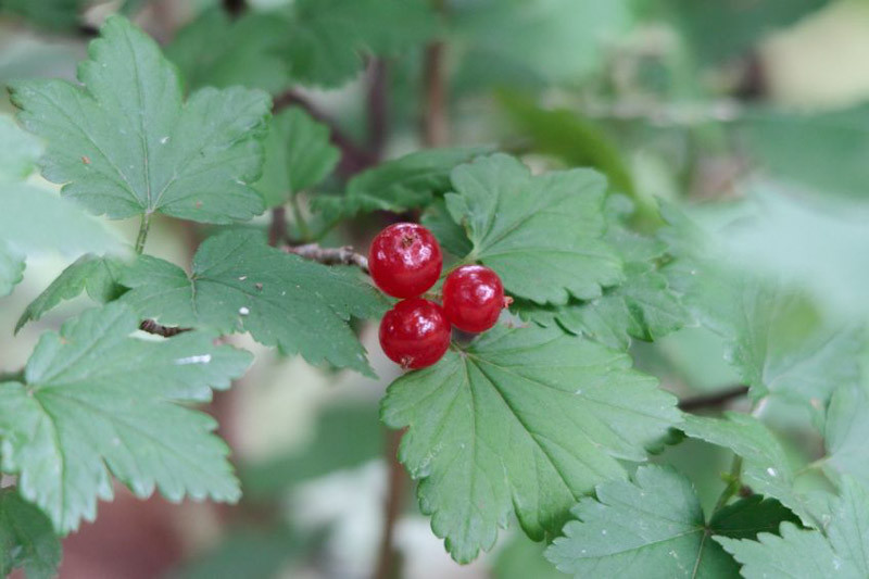 Ribes alpinum (Alpine Currant)