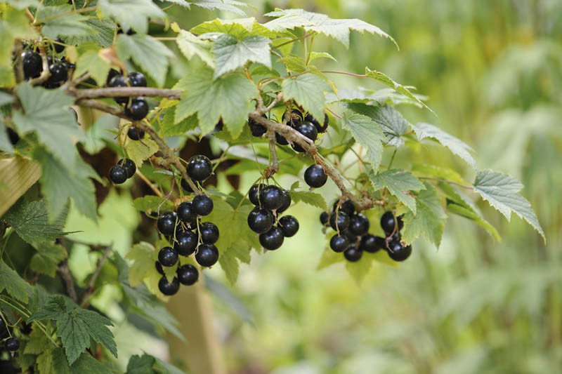 Ribes nigrum 'Ben Sarek' (Black Currant)