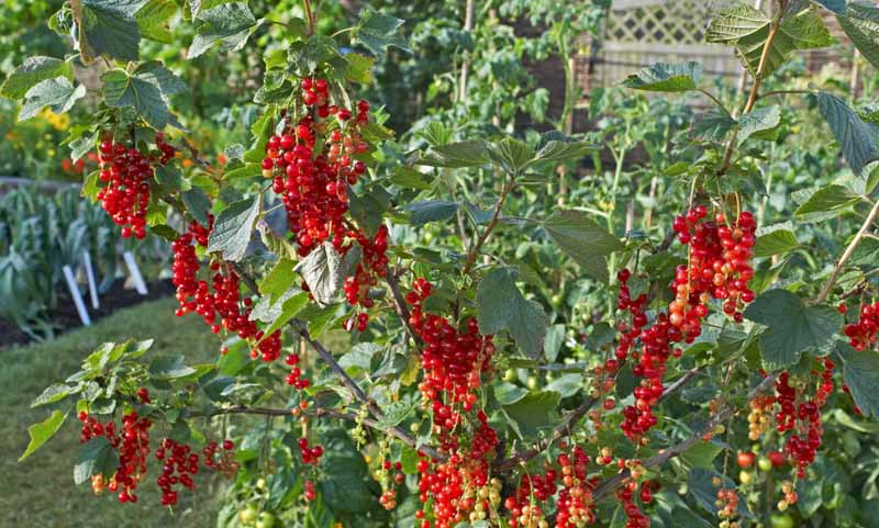 Ribes rubrum 'Rovada' (Red Currant)