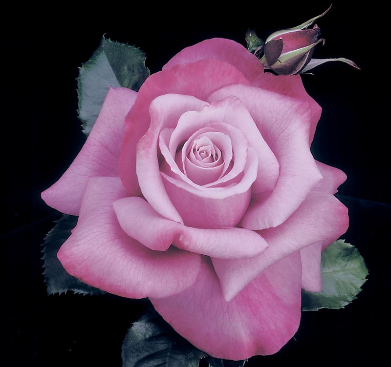 Rosa Barbra Streisand (Hybrid Tea Rose)
