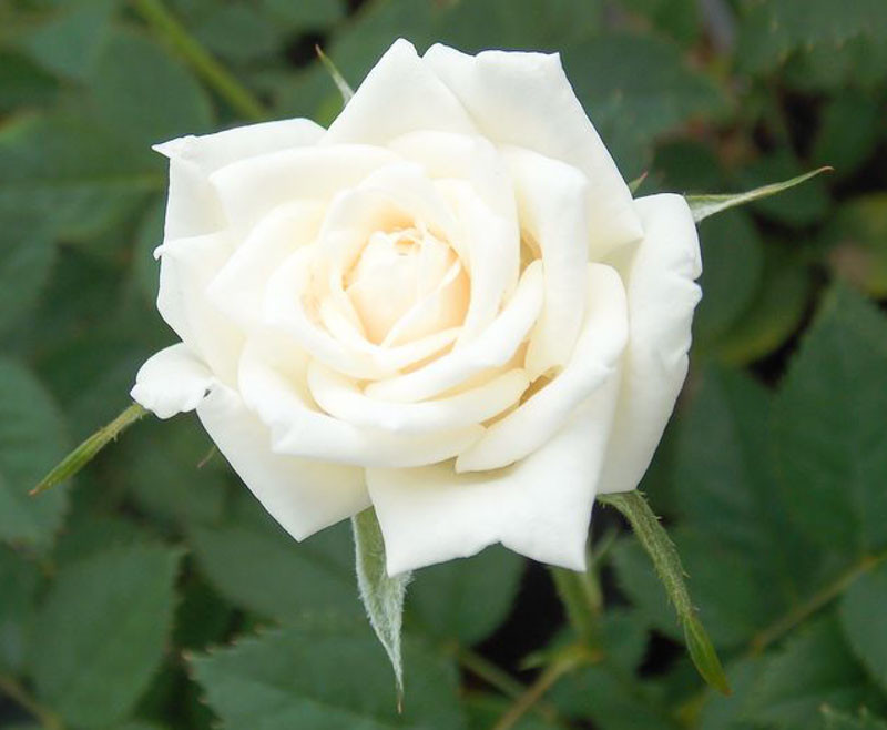 Rosa 'Full Sail' (Hybrid Tea Rose)