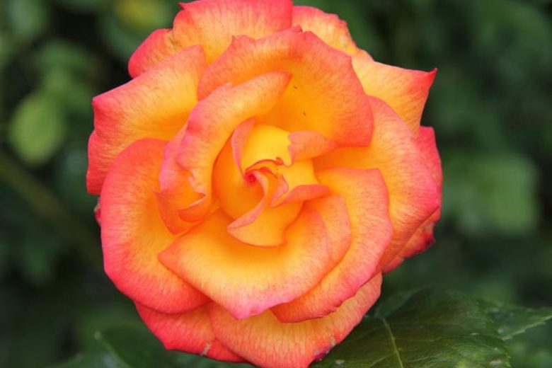 Rosa Rio Samba (Hybrid Tea Rose)