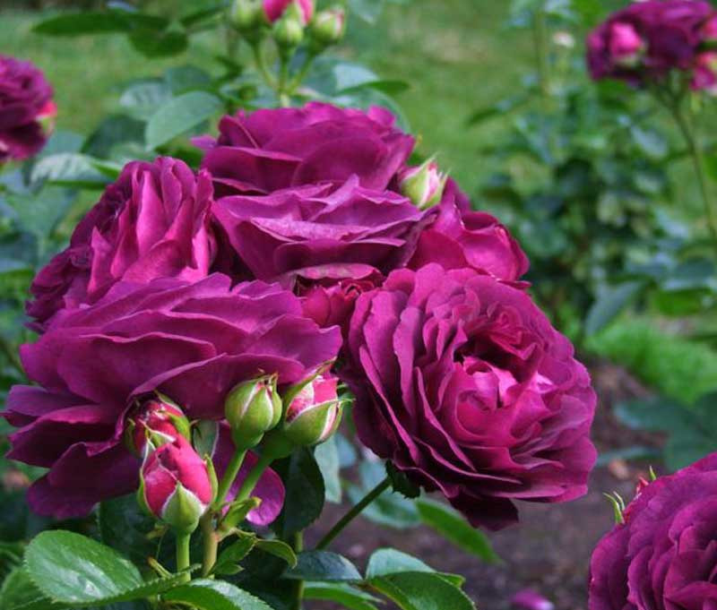 Rosa Twilight Zone (Grandiflora Rose)