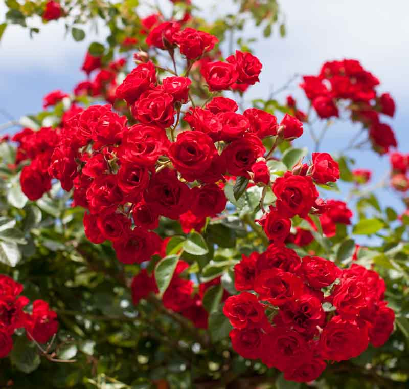 Rosa Scarlet Meidiland® (Shrub Rose)