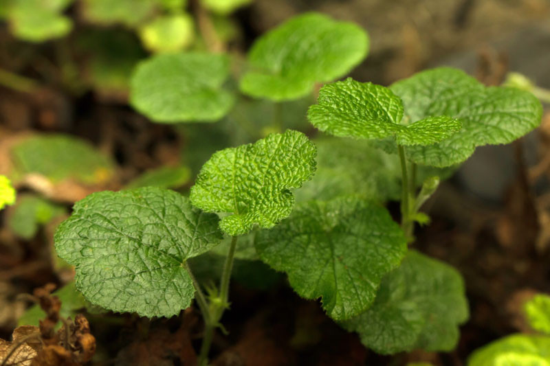 Rubus calycinoides (Creeping Raspberry)