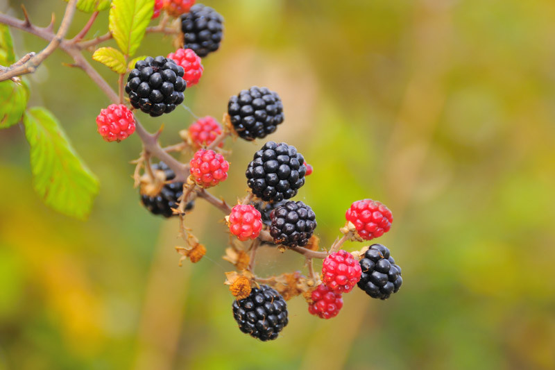 Rubus fruticosus 'Arapaho' (Blackberry)