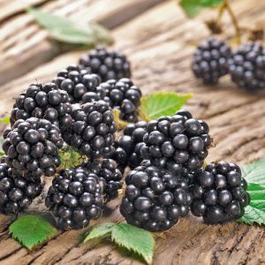 Blackberries: Varieties, Care, and Easy Pruning