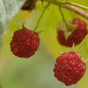 Raspberries: Benefits, Uses, Varieties, Growing Tips