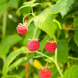Raspberries: Benefits, Uses, Varieties, Growing Tips
