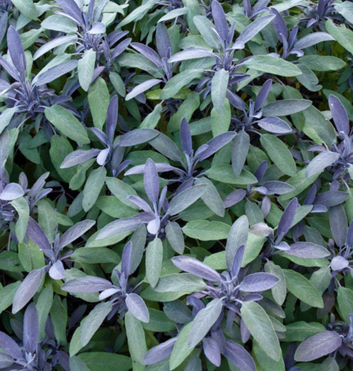 Salvia officinalis 'Purpurascens' (Purple Sage)