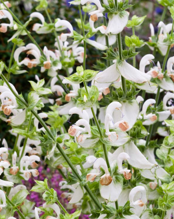 Salvia sclarea 'Vatican White' (Clary Sage)