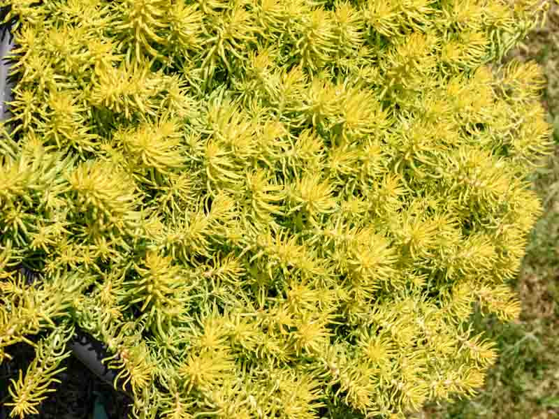 Sedum rupestre 'Angelina' (Stonecrop)