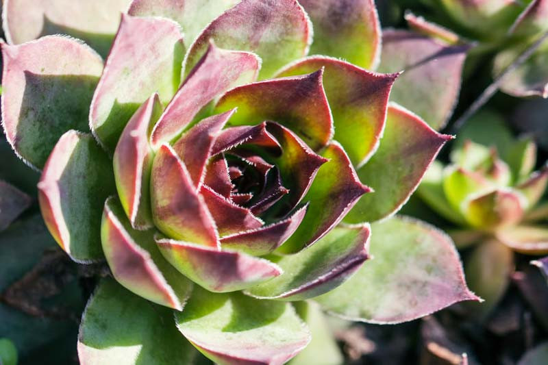 Carmen Plant Large Dracaena Carmen In Houston, TX | Petal And Plants