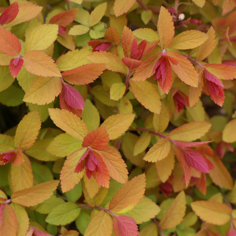 Spiraea Double Play Big Bang® (Spirea)