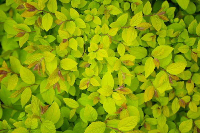 Spiraea japonica 'Firelight' (Japanese Spirea)