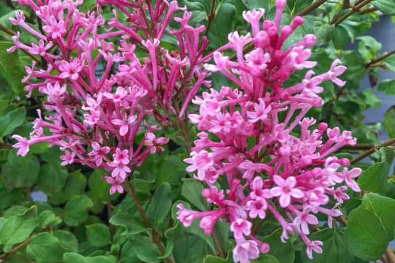 Syringa Bloomerang® Dwarf Pink (Reblooming Lilac)