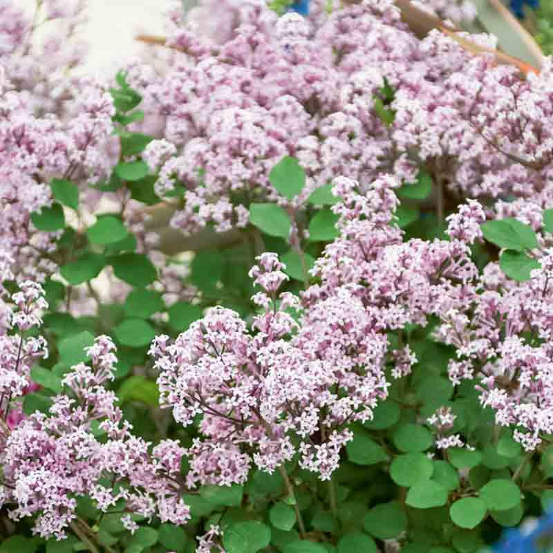 Syringa 'Red Pixie' (Lilac)