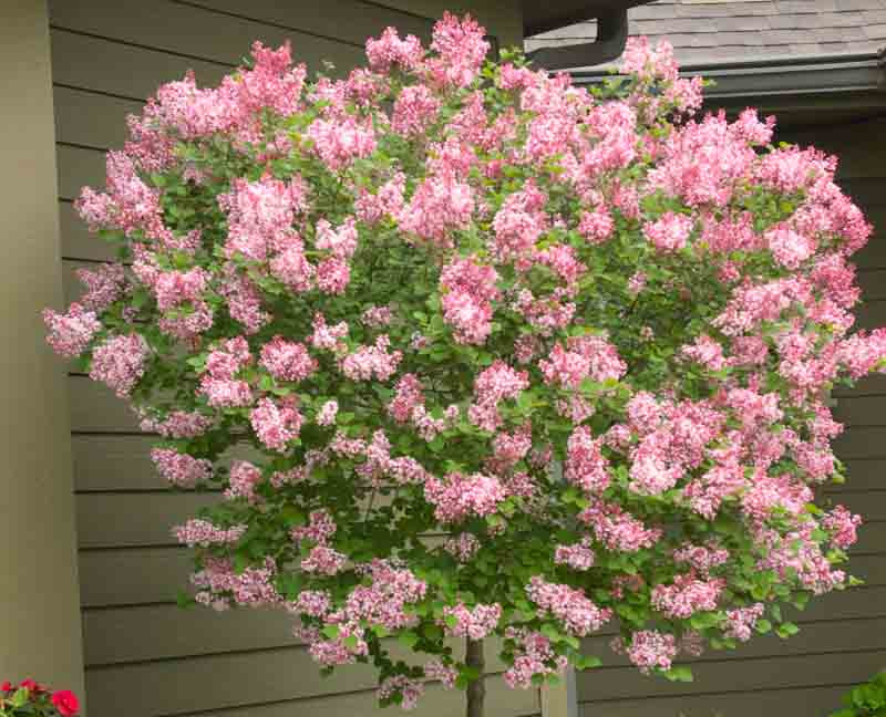 Syringa Tinkerbelle® (Lilac)