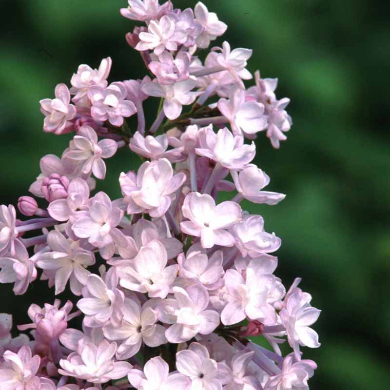 Syringa x hyacinthiflora 'Anabel' (Early Flowering Lilac)