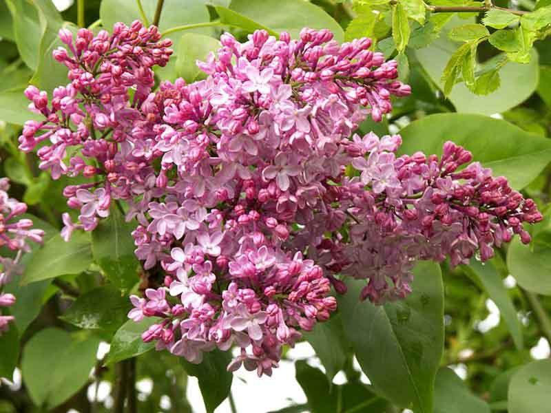 Syringa x hyacinthiflora 'Maiden's Blush' (Early Flowering Lilac)