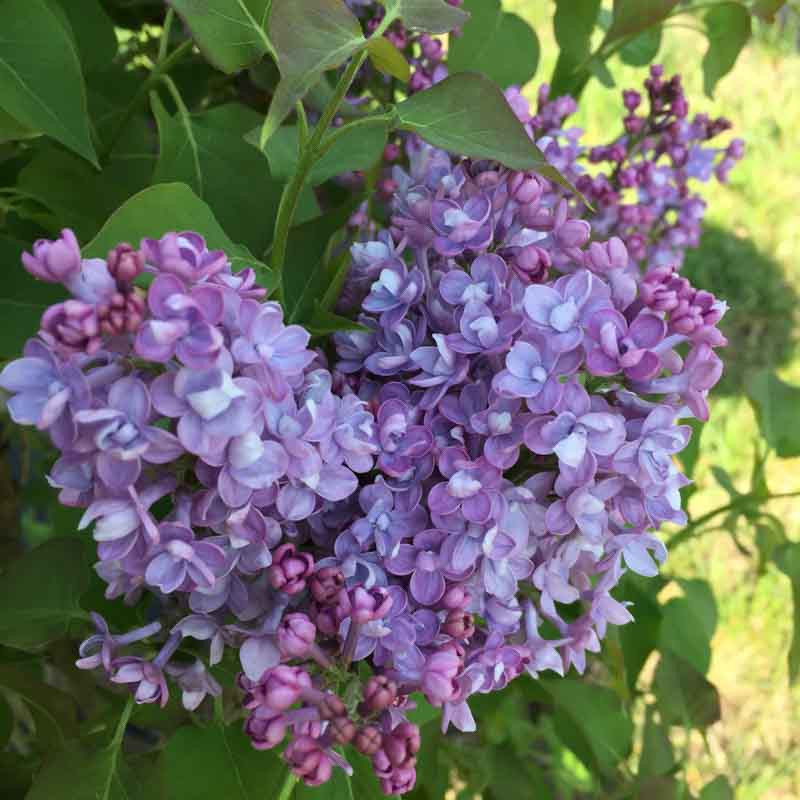 Syringa x hyacinthiflora Scentara® Double Blue (Early Flowering Lilac)